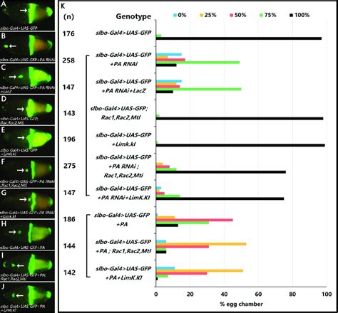 Genetic Rescue Of Migration Defects In Rhogap18b Pa Knockdown In Border Download Scientific