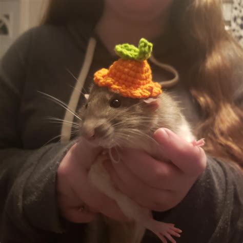 My Daughter Bought A Hat For Her Rat Rrats