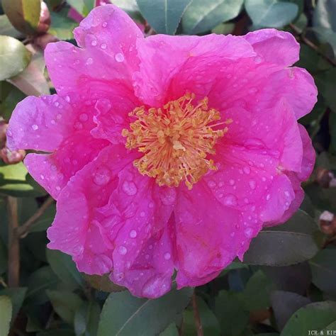 Camellia Japonica Flower Girl