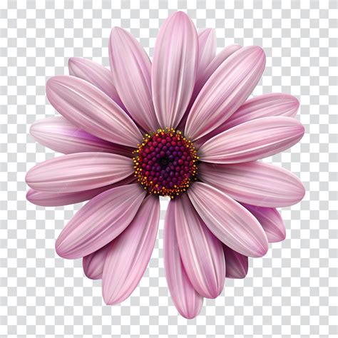 플라워 클리파트 핑크 플라워 Png 게르베라 Png 플라워 디자인 클리패트 플라워 플라워클리파트 프리미엄 Psd 파일