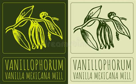 Vector Drawing Vanilla Stock Illustrations 13 100 Vector Drawing