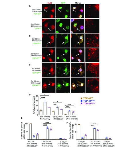 Mutant Tdp 43 Remains Associated With More And Larger Sgs After
