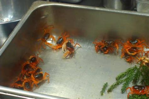 Evil Crabs Of Doom By Watery Green Tea On Deviantart
