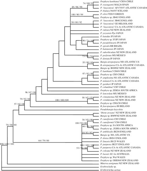 Strict Consensus Tree Of Partial Rdna Ssu For Porphyra Species Numbers