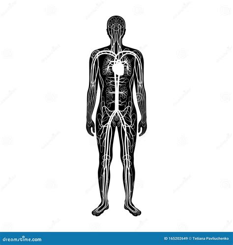 Circulatory System Anatomy Stock Vector Illustration Of Anatomical