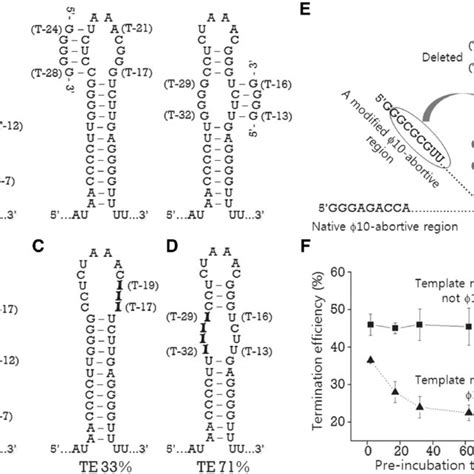 Antitermination at the T intrinsic terminator Tϕ A Putative Download Scientific Diagram