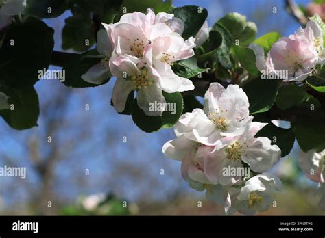 Flor De Manzano En Primavera Stock Photo Alamy