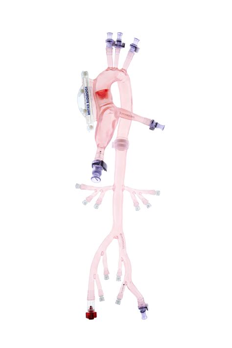Aortic Tavr Arch Models United Biologics
