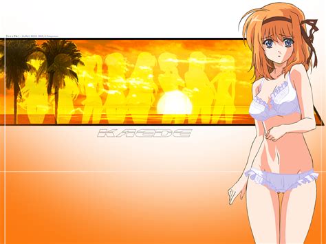 Shigure Asa Fuyou Kaede Nerine Primula Lisianthus And 3 More