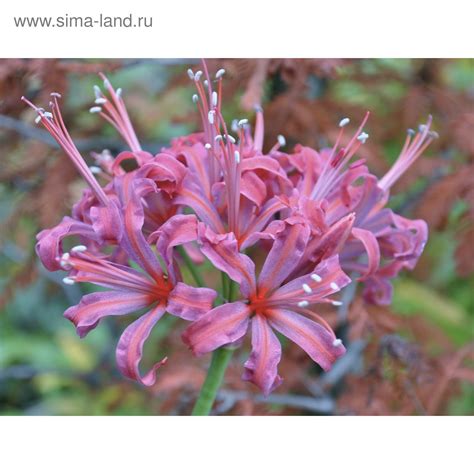 Нерина (76 фото) - фото - картинки и рисунки: скачать бесплатно