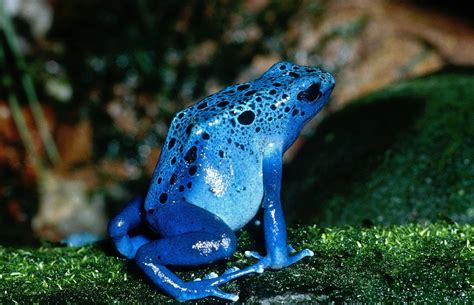 Blue Dart Frog