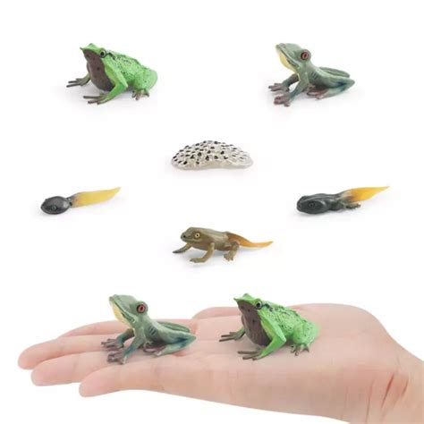 CYCLE DE VIE Des Jouets Grenouille Matériel Pédagogique Des Sciences