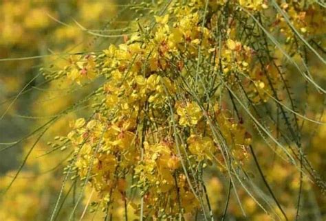 30 Types Of Native Texas Trees Common And Rare Varieties