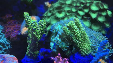 Microscopic Spider Crabs On Acros Reef2reef