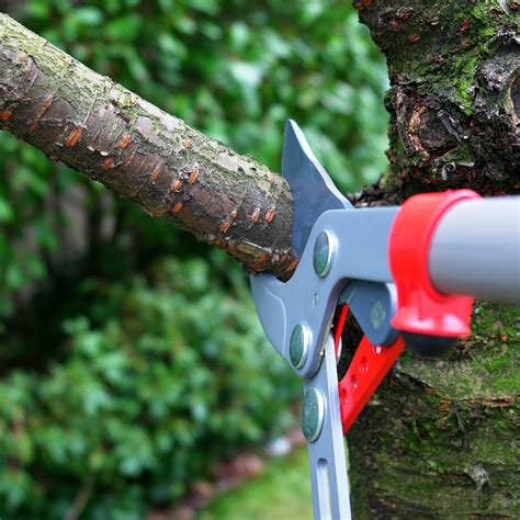 Tree Trimmer Apothinking