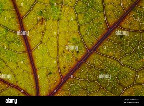 Reticulate Venation