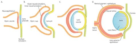 Physiological Role Of Mitogen Activated Protein Kinase In Eye