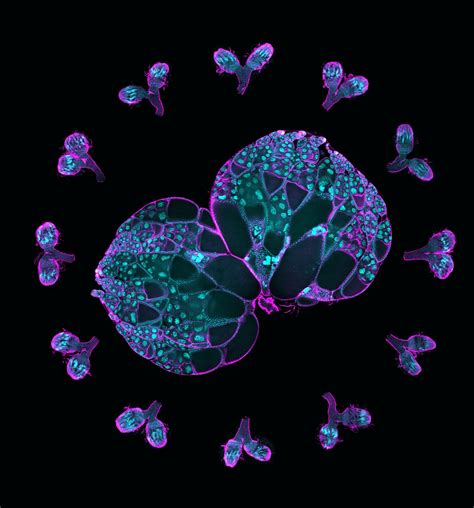 Understanding Drivers Of Egg Cell Development News Center