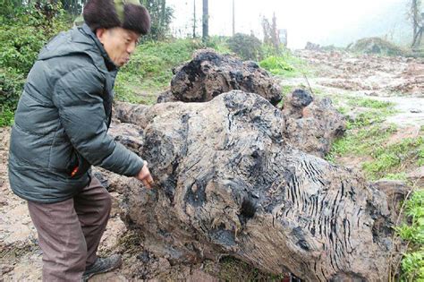 四川天价金丝楠乌木被村民踩脚下数年无人发现 手机凤凰网