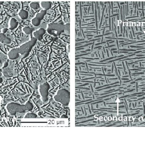 Microstructure Of Ti17 A Bimodal B Lamellar Download