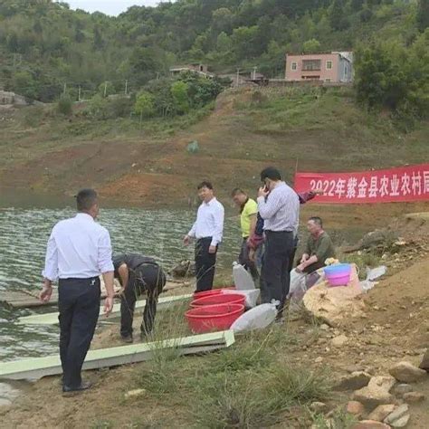 34万尾鱼苗增殖放流保护紫金生态从鱼开始 黄塘 活动 何远航