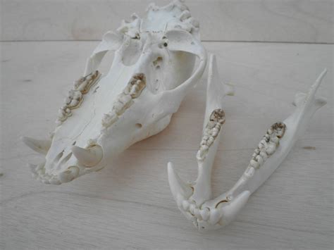 1点のみ入荷しました 格安 ヒグマの頭骨 頭蓋骨 スケルトン スカル ひぐま 熊 剥製その他｜売買されたオークション情報、yahooの商品