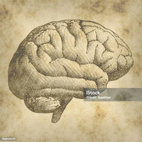 뇌 뉴런 시냅스 뉴런의 신경망 회로 퇴행성 질환 파킨슨 병 건강관리와 의술에 대한 스톡 사진 및 기타 이미지 건강관리와 의술 고풍스런 골동품 Istock