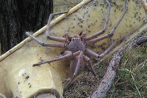 Giant Huntsman Spider Captured On Camera In Australia The Independent