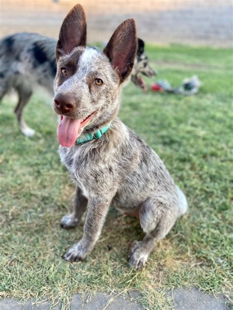 Sonic Wagging Tails Rescue