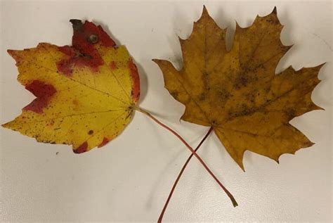 Indiana Toxic Plants Skillman Veterinary Services Indianapolis Indiana