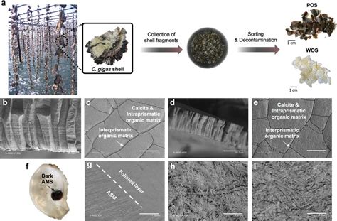 Schematization Of Shell Samples Collection Preparation And Structural