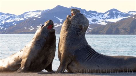 கடலில் ஒரு நாளைக்கு Northern Elephant Seals Sleep For Two Hours In The