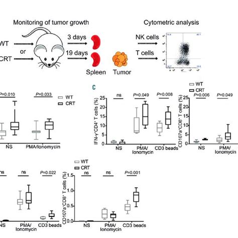 The Role Of Calreticulin In Natural Killer Cell And T Cell Based Immune