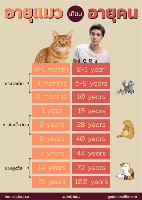 เรื่อง แมวๆ Home