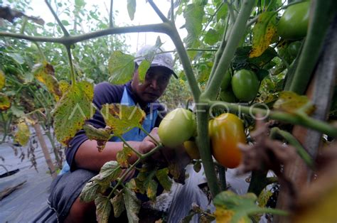 HARGA TOMAT NAIK ANTARA Foto