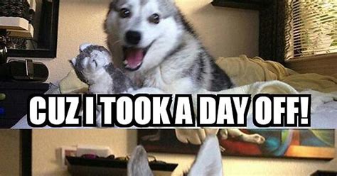 Bamboozled Again Album On Imgur