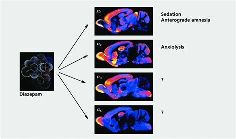 The Four Classes Of Diazepam Sensitive Gabaa Receptors Are