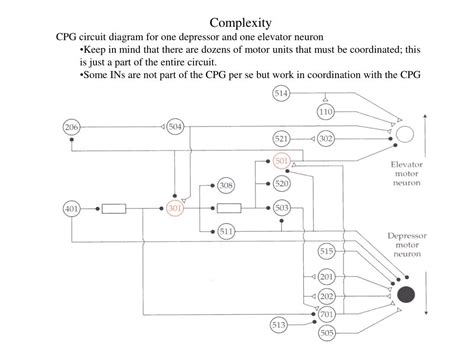 Ppt Review Of The Cpg How Do We Know The Circuit Pattern Who Connects To Who Powerpoint