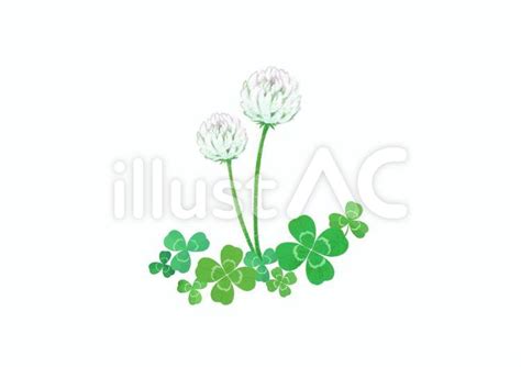シロツメクサイラスト No 2498764／無料イラストフリー素材なら「イラストac」