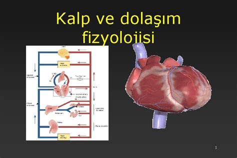 Kalp Ve Dolam Fizyolojisi 1 GR Dolam Sistemi
