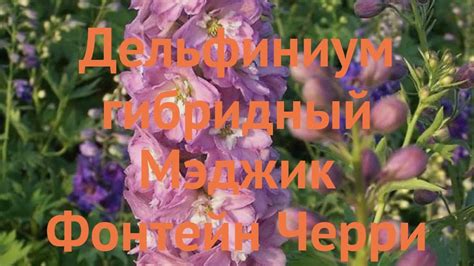 Дельфиниум гибридный Мэджик Фонтейн Черри Блоссом Вайт Би 🌿 обзор как