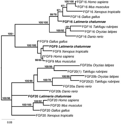 Homo Phylogenetic Tree