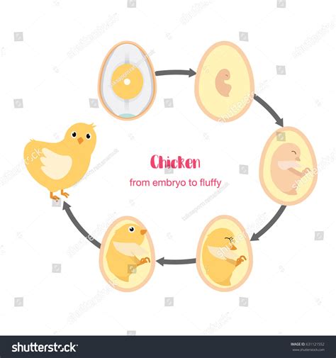 Chicken Egg Life Cycle Anatomy Illustration Stock Vector Royalty Free