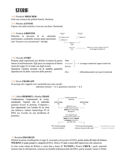 Dna Virus E I Batteri Docsity