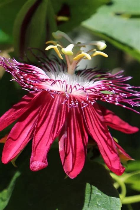 Buy Lady Margaret Red Passion Flower Vine Free Shipping Wilson Bros