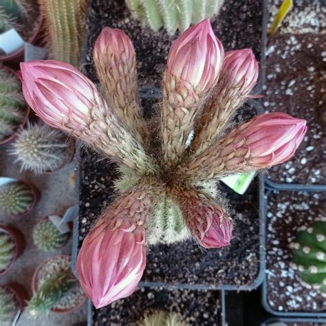 Common Cactus Pests A Semi Comprehensive Guide Freaky Cacti