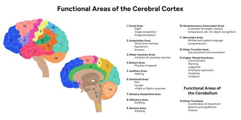 Page 3 Images De Carte Du Cerveau Téléchargement Gratuit Sur Freepik