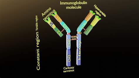 3d Blend Immunoglobin Turbosquid 2276274