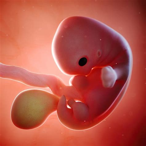7 Weeks Pregnant Fetus Pregnancy Boss
