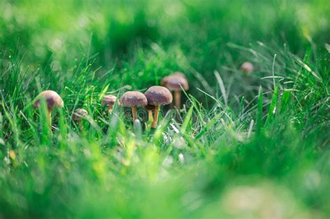 Portrait Of Cluster Of Mushrooms Growing In A Green Grass Lawn Low